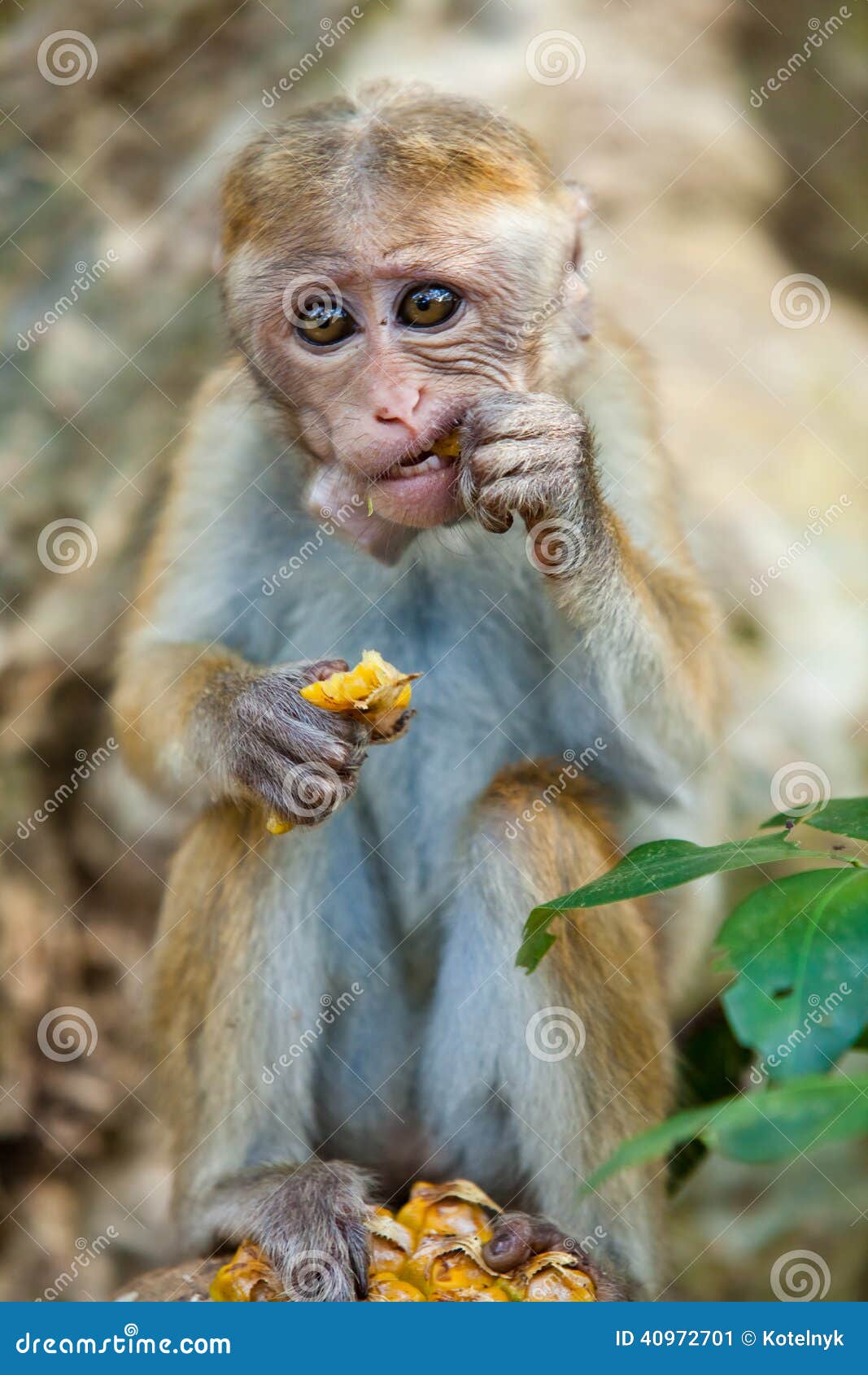 Monkey eating pineapple stock image. Image of baboon - 40972701