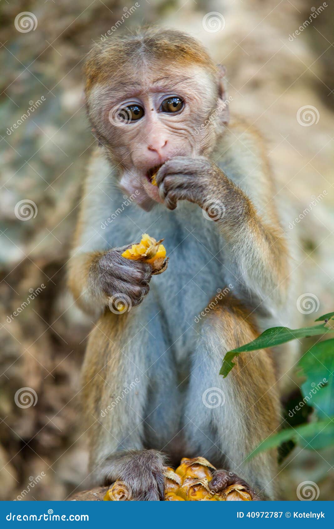 Monkey eating pineapple stock image. Image of herbivore - 40972787
