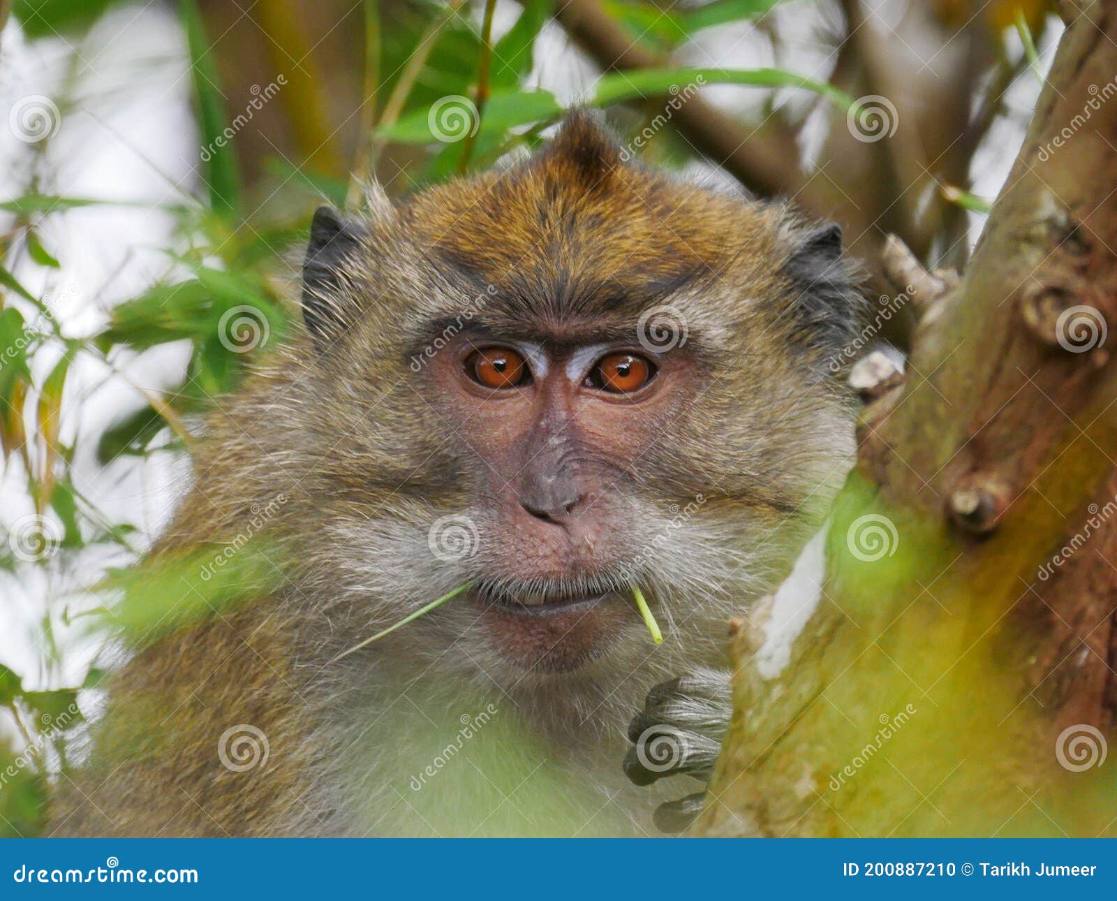 Monkey Eating Plant in Natural Environment Stock Photo - Image of ...