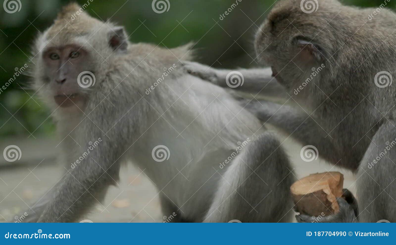 Monkey Eating and Playing in the Rainforest. Slow Motion. Stock Footage ...