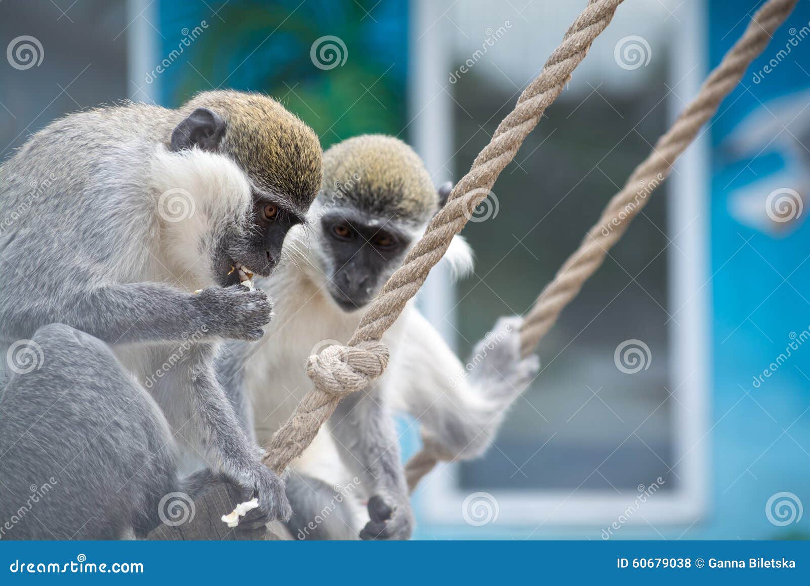 Monkey eating popcorn stock photo. Image of brown, couple - 60679038