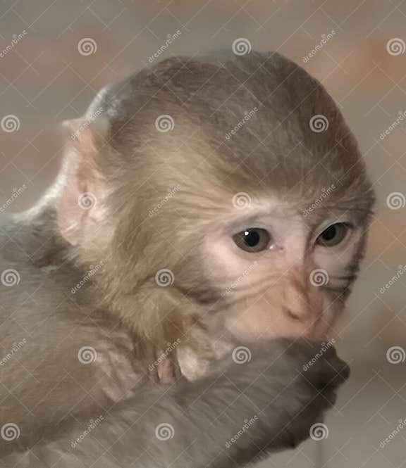 Monkey is Eating Popcorn and Looking Ahead Stock Image - Image of fruit ...
