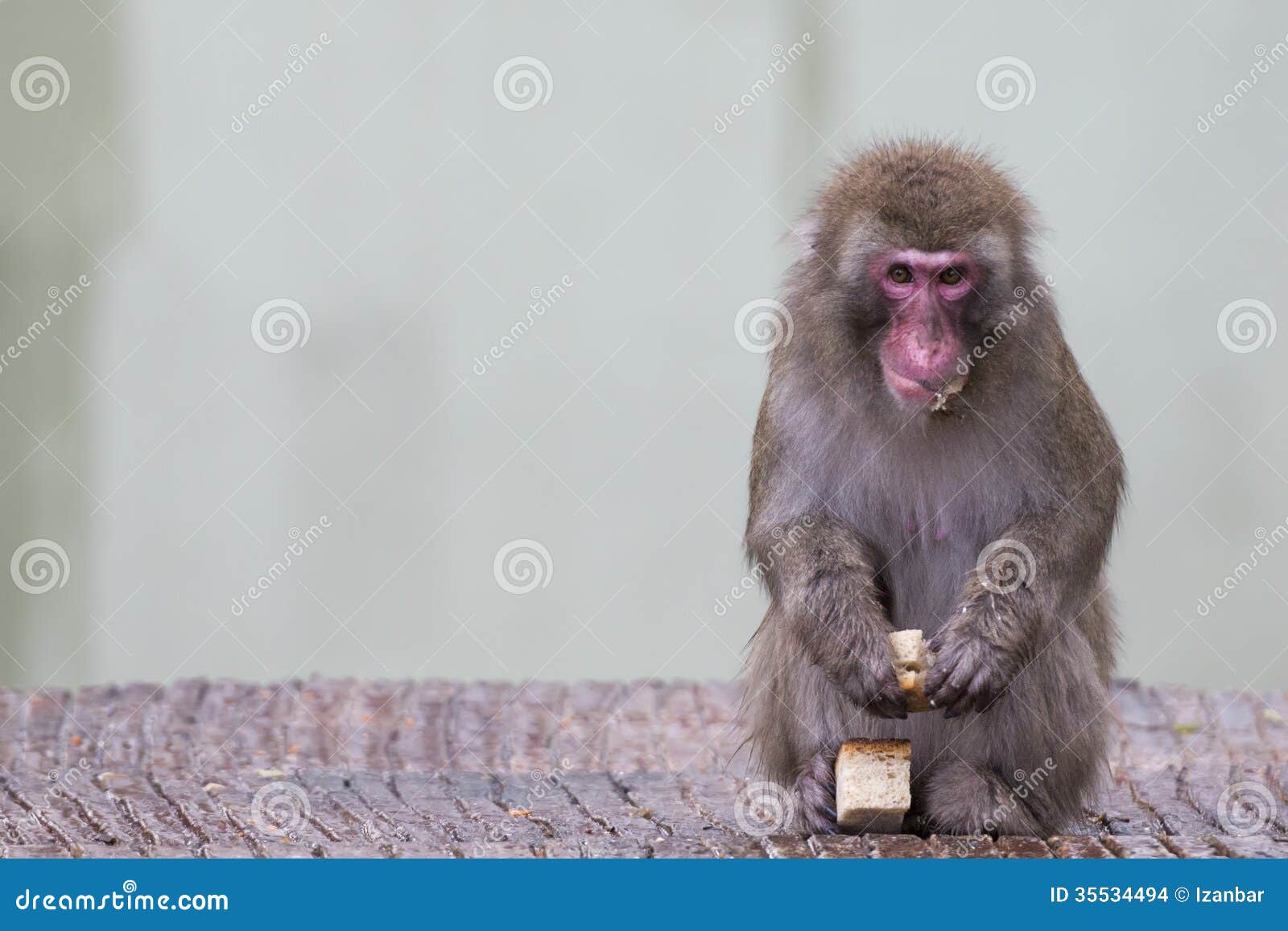 A monkey while eating stock photo. Image of young, creature - 35534494