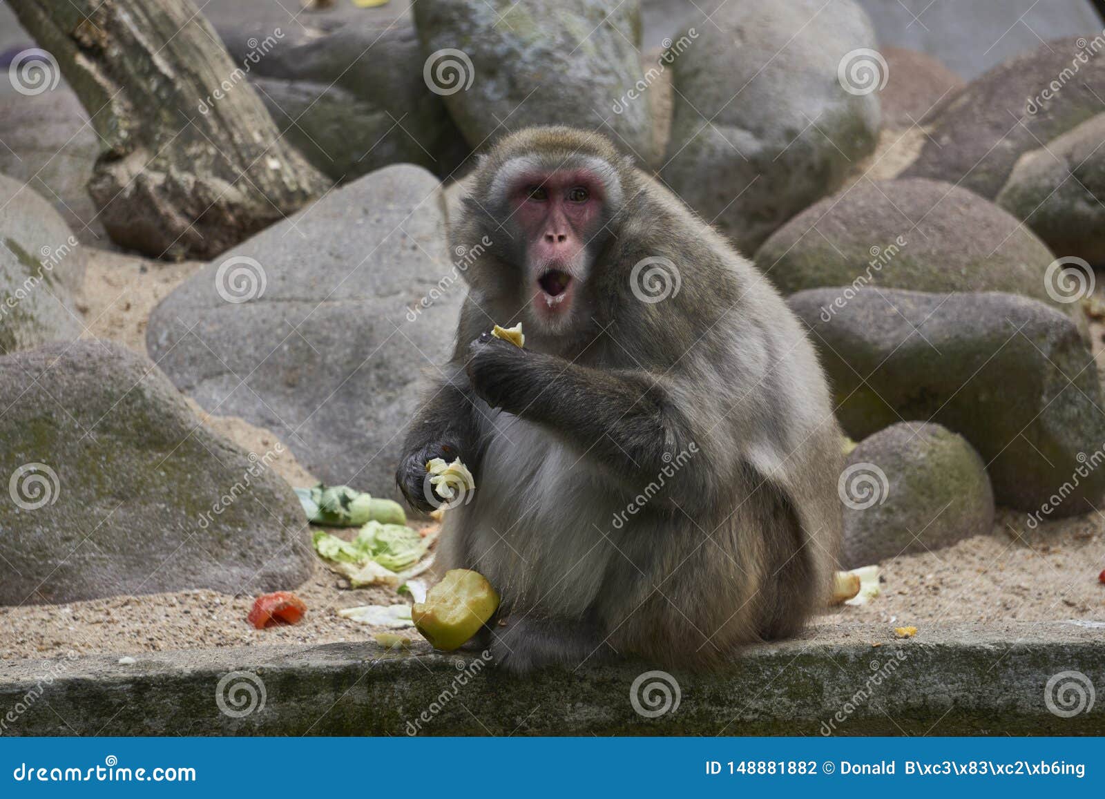Monkey Eating and Pulling a Surprised Guilty Face because he is Caught ...