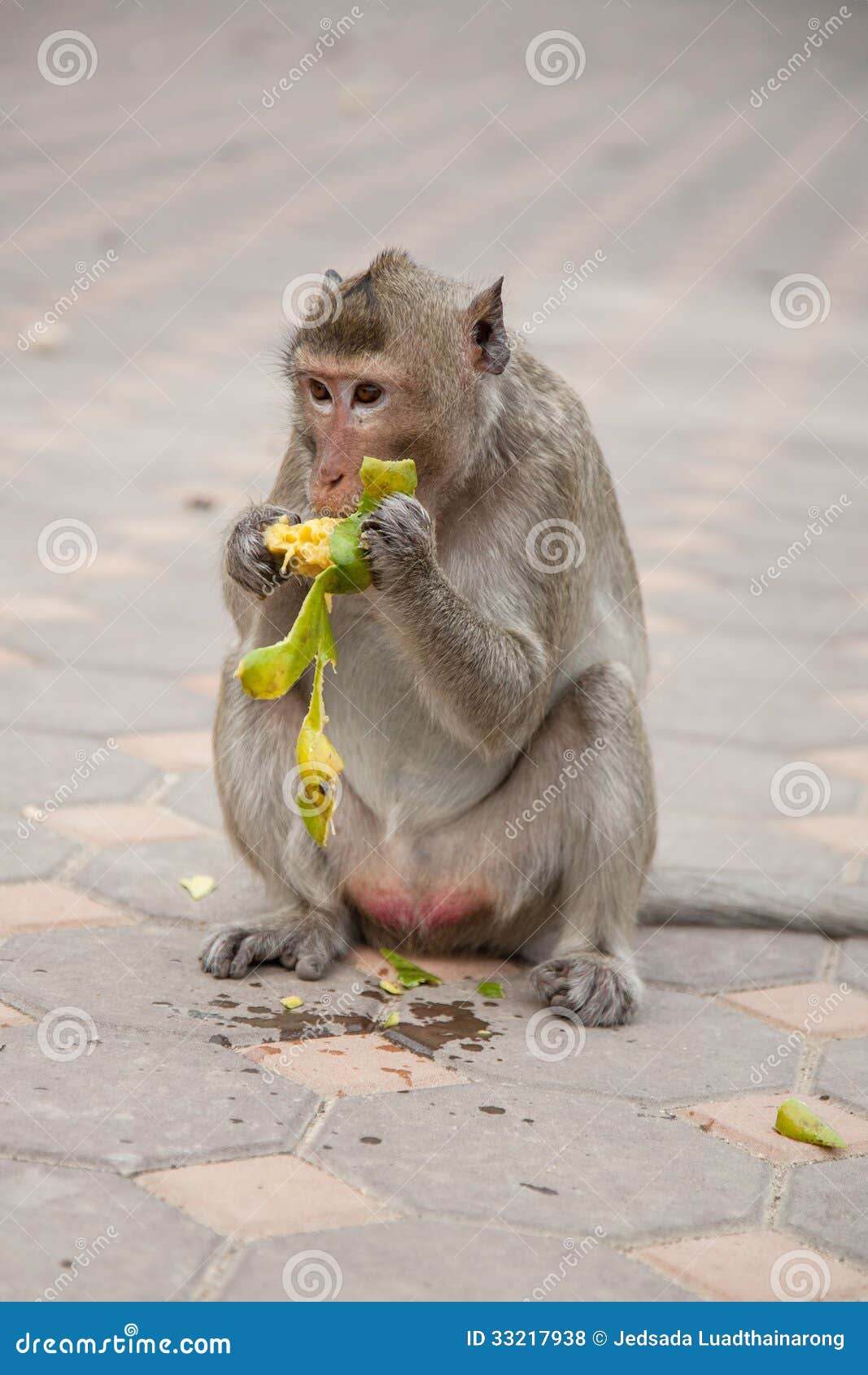 Monkey eating raw mango stock photo. Image of primate - 33217938