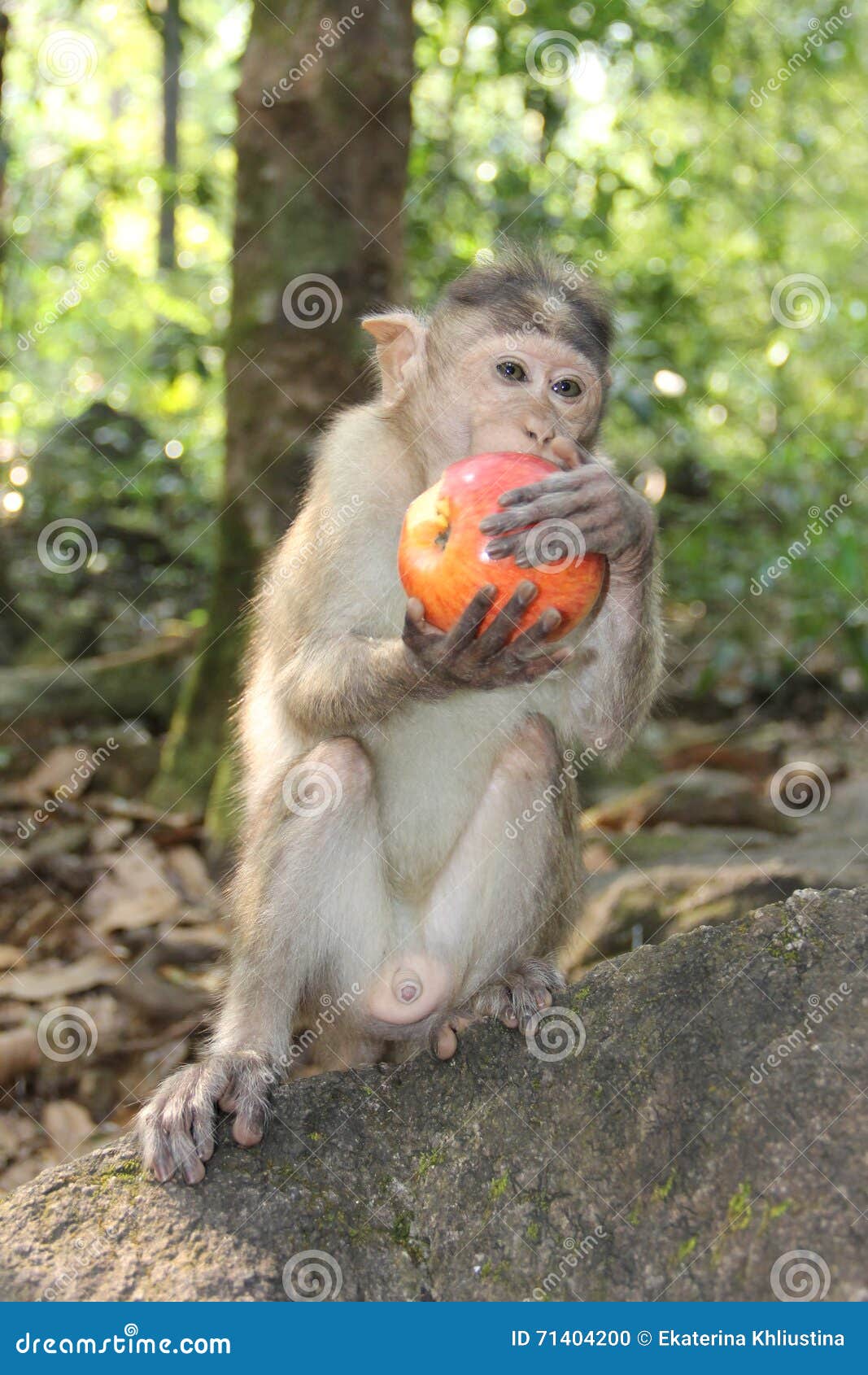 Monkey Eating Red Apple in India Stock Photo - Image of gusto, food ...