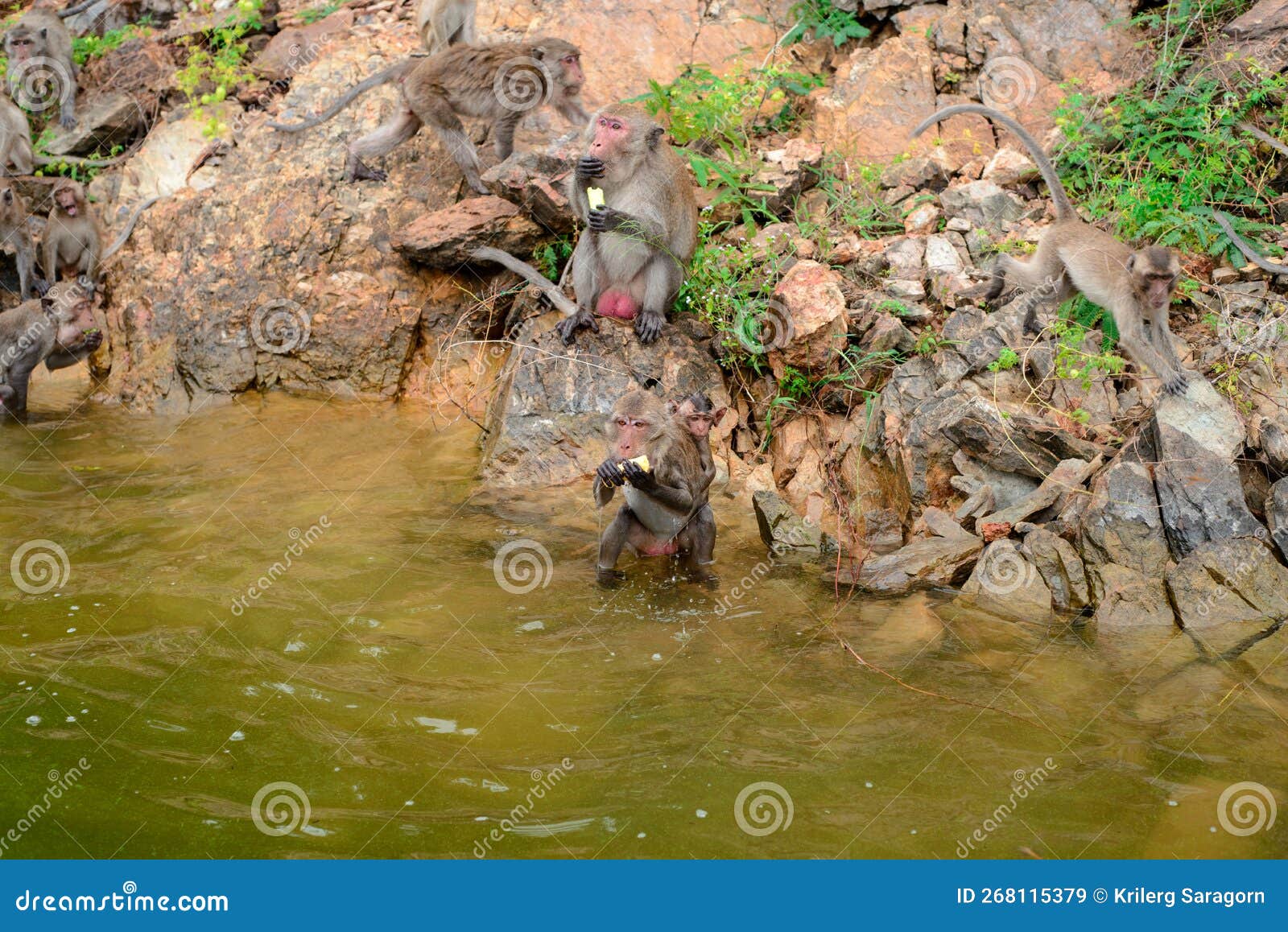 The Monkey is Eating on the Rock at Reservior. Stock Image - Image of ...