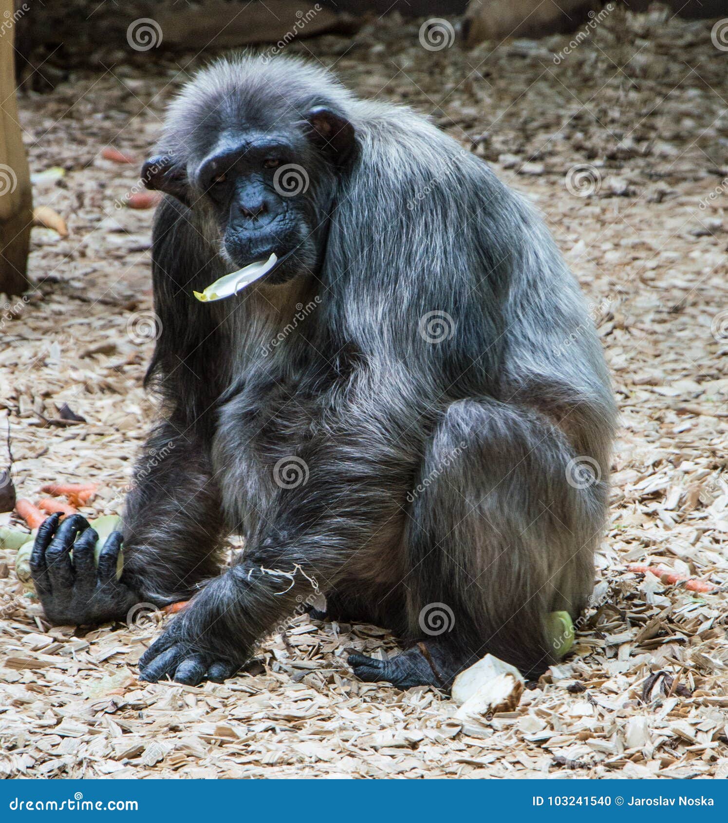 Monkey eating salad stock photo. Image of jungle, cheeky - 103241540