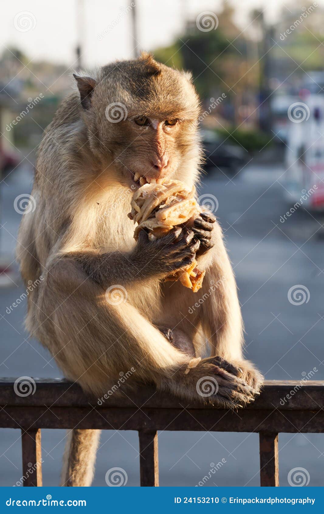 Monkey Eating Sandwich Stock Photo - Image: 24153210