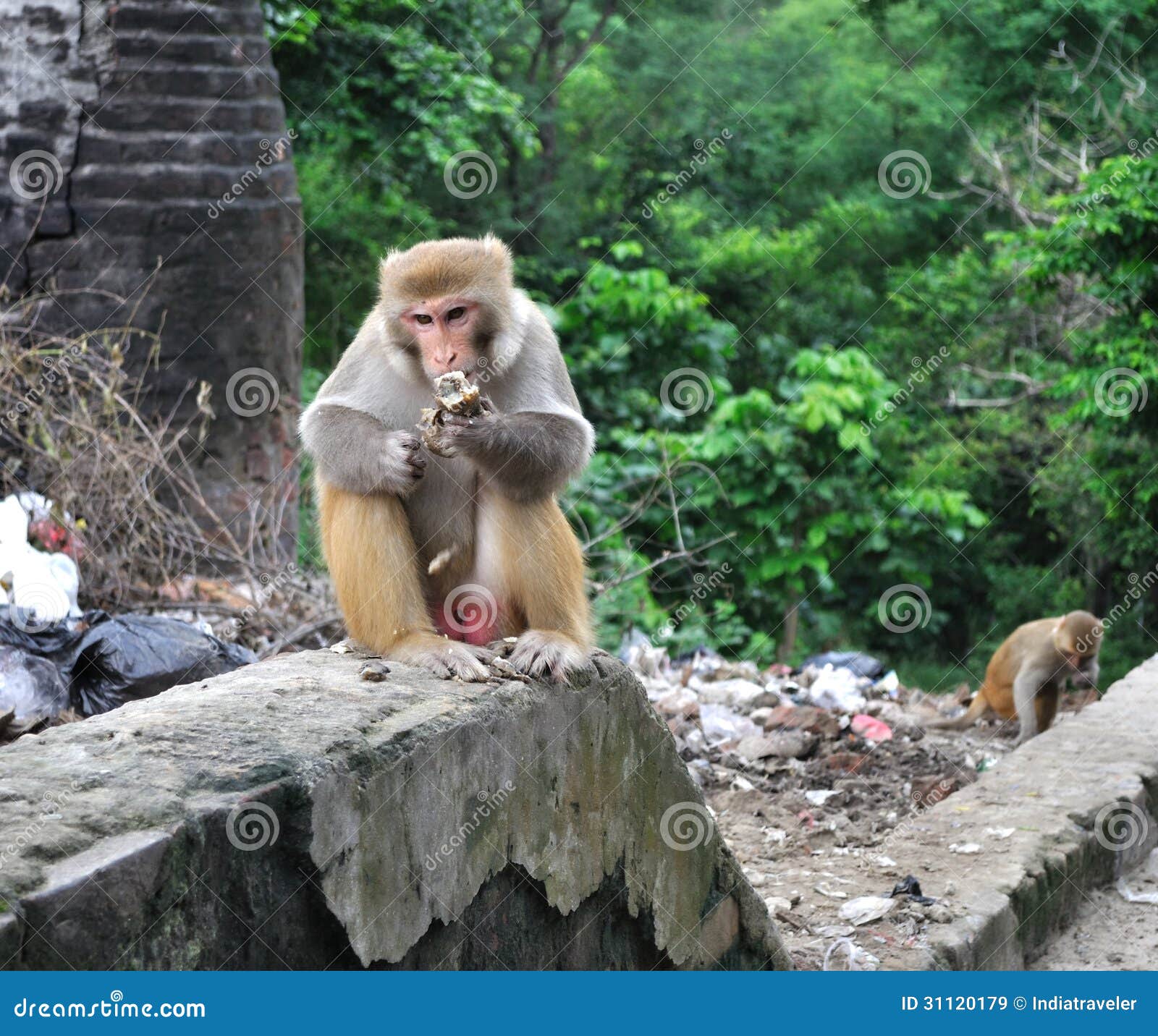 Monkey Eating. stock image. Image of wildlife, primate - 31120179