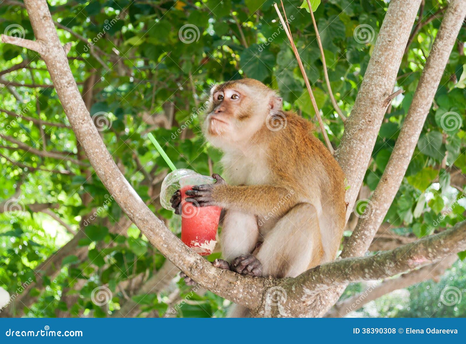 Monkey Eating Strawberry Shake on the Railay Beach Stock Photo - Image ...