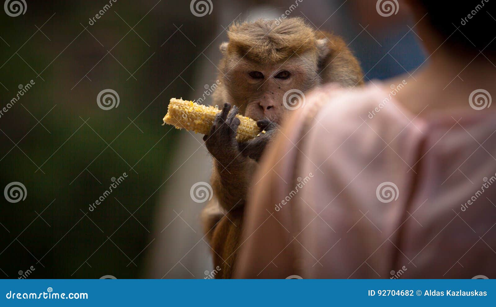 Monkey eating stock photo. Image of hair, expression - 92704682