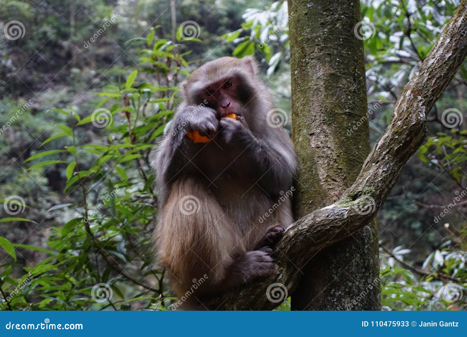 Monkey Eating a Tangerine Fruit on a Tree Stock Image - Image of south ...