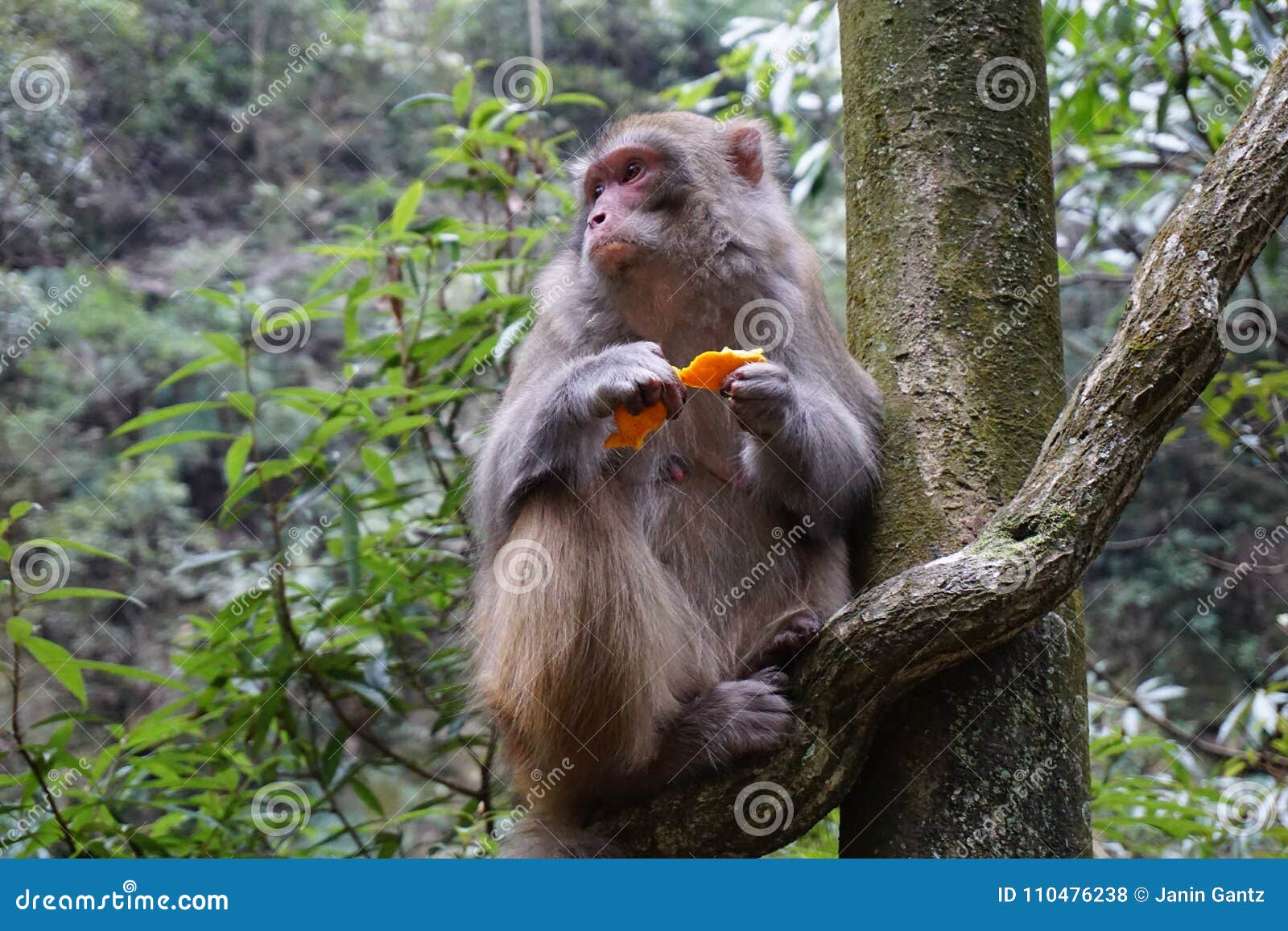 Monkey Eating a Tangerine Fruit on a Tree Stock Photo - Image of ...