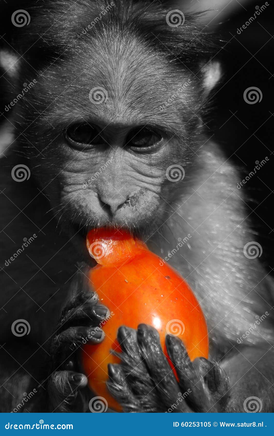 Monkey Eating a Tomato, Goa, India Stock Image - Image of rocks ...