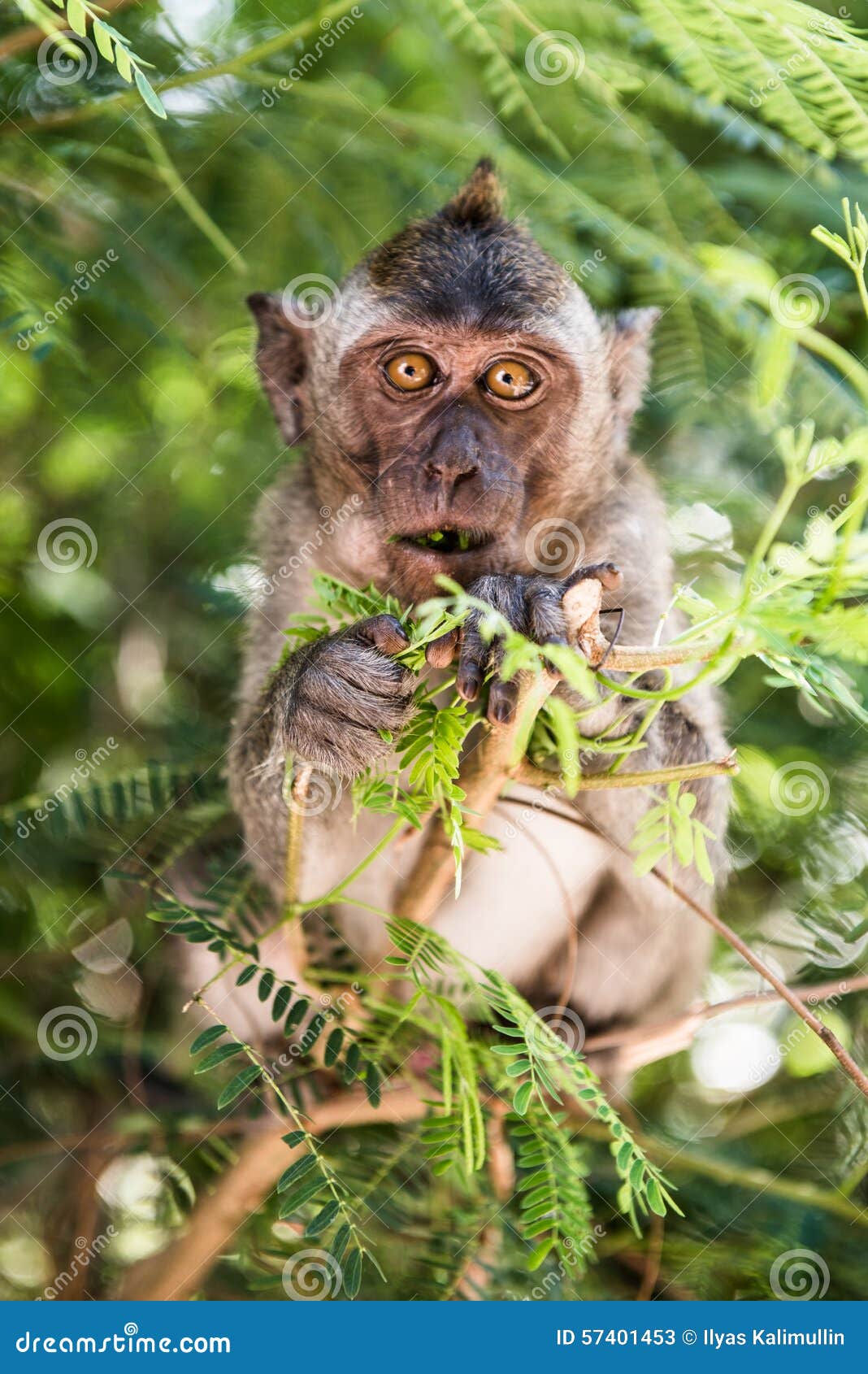 Monkey eating on a tree stock image. Image of food, portrait - 57401453