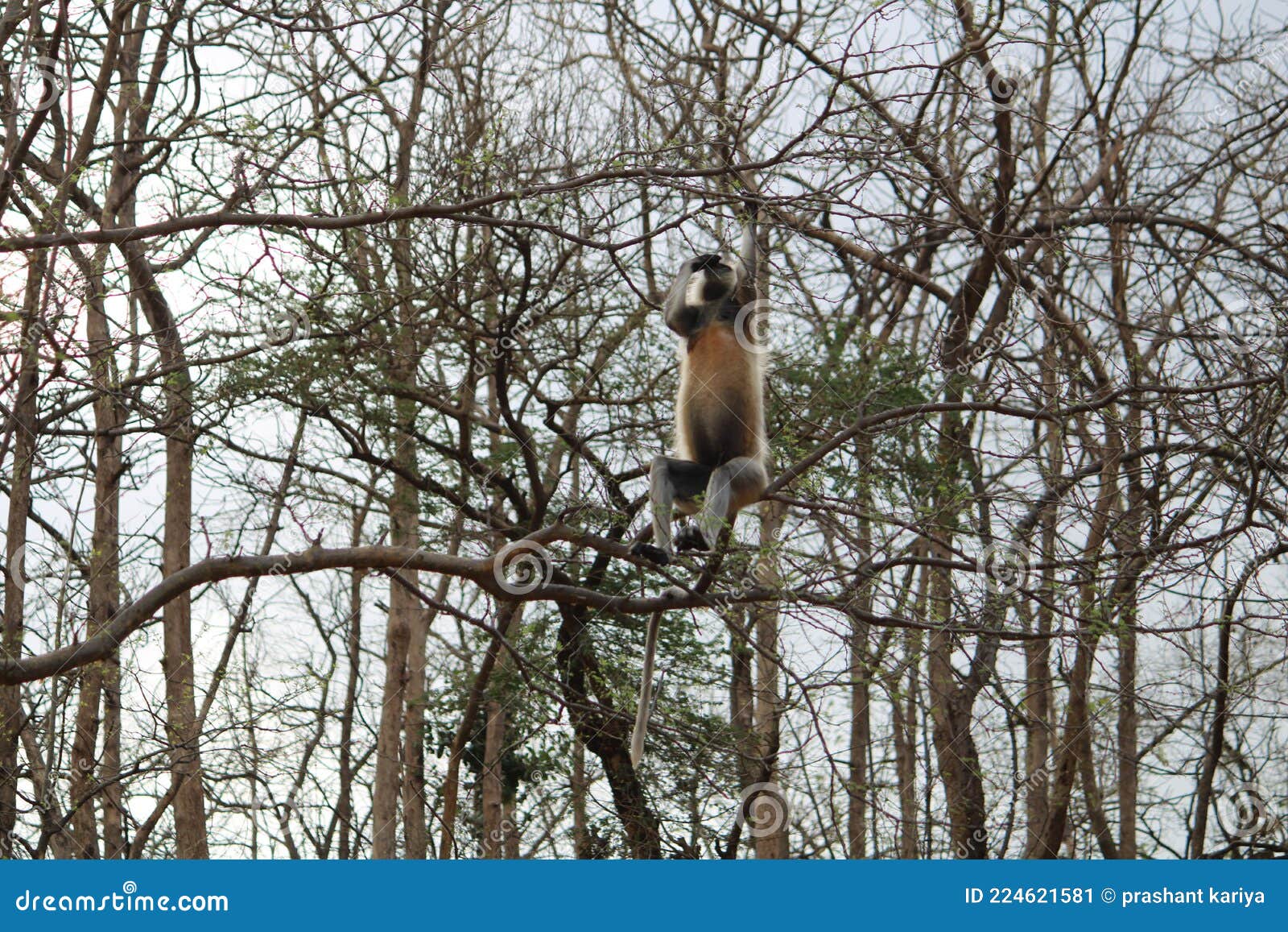 Monkey eating tree leaves stock image. Image of animal - 224621581