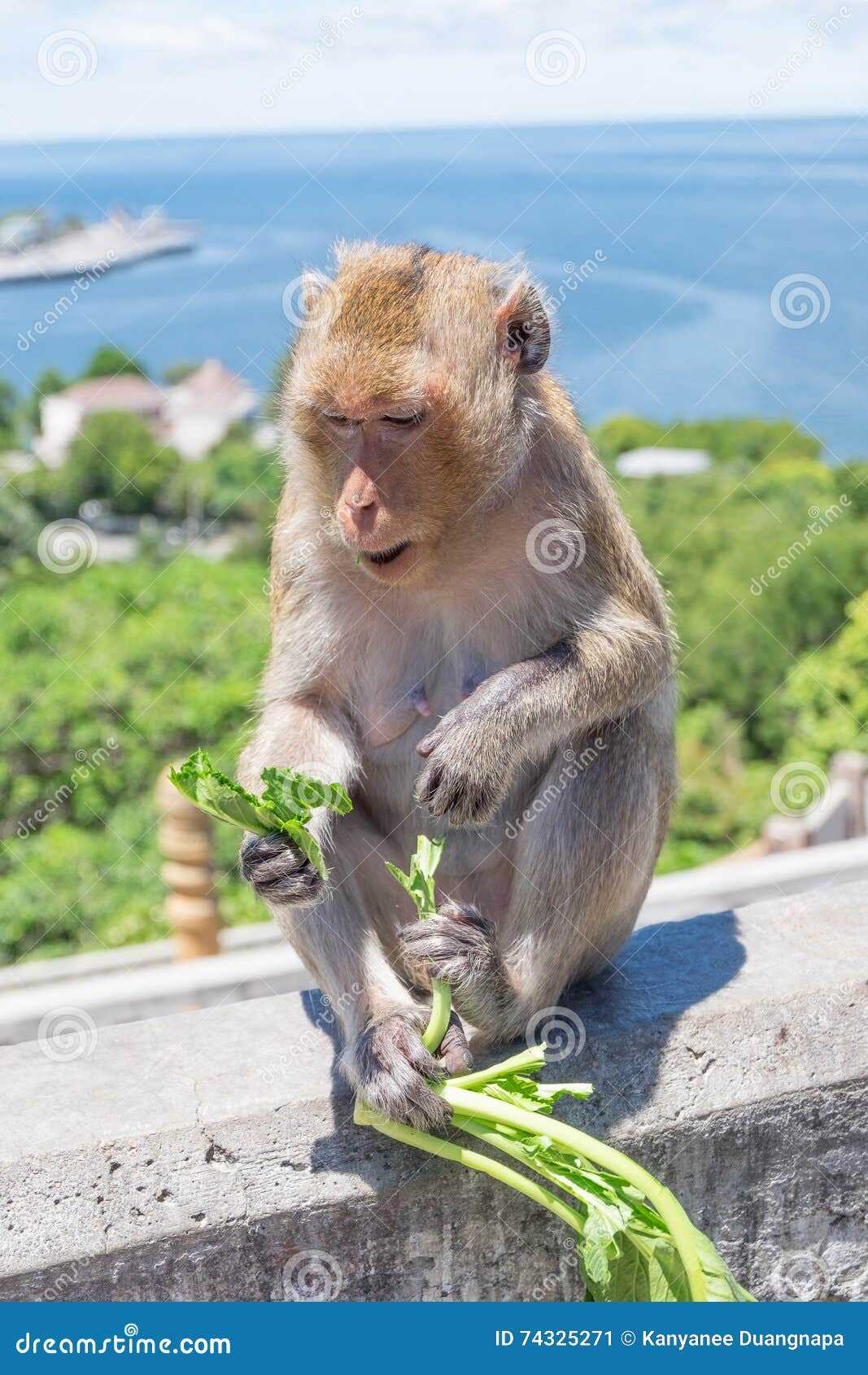 Monkey eating vegetable. stock image. Image of vegetable - 74325271