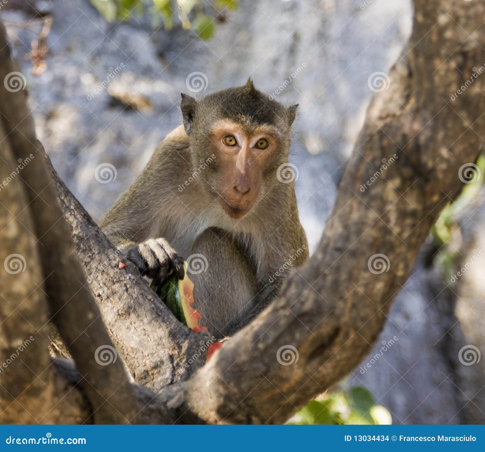 Monkey eating a watermelon stock photo. Image of khao - 13034434