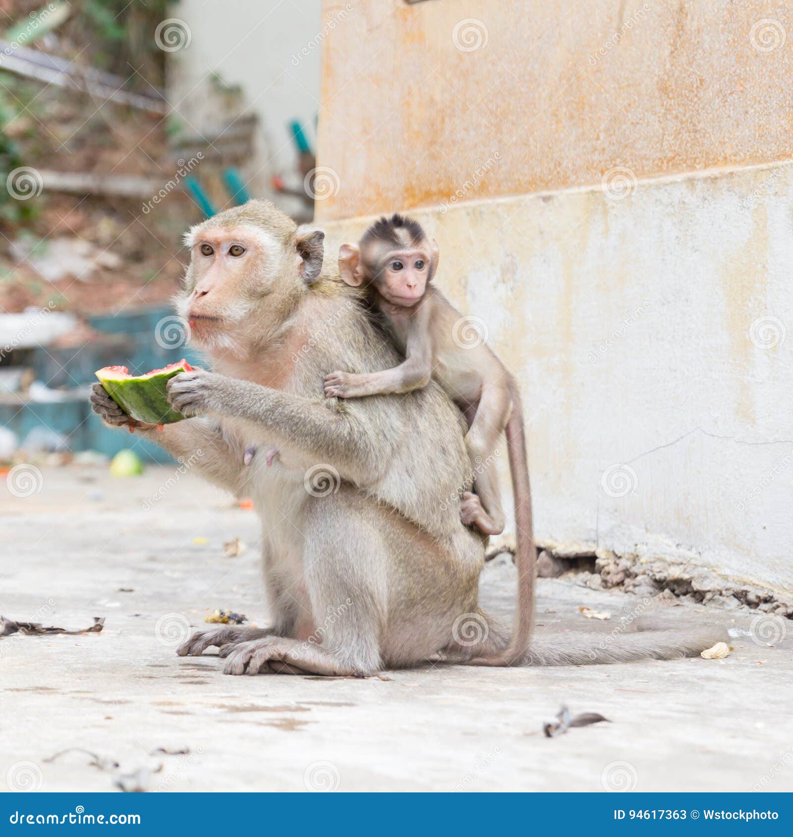 Monkey eating watermelon stock image. Image of looking - 94617363