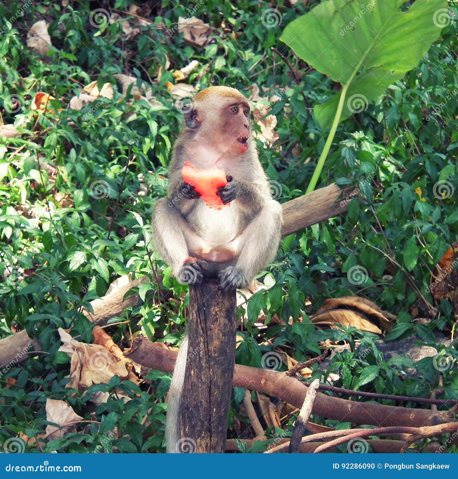 Monkey eating watermelon stock photo. Image of nature - 92286090