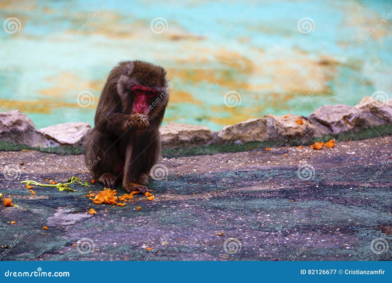 Monkey, eating stock image. Image of curious, mouth, brown - 82126677