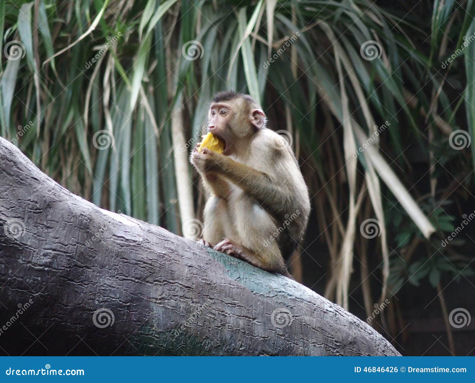 Monkey is eating stock photo. Image of animal, wildlife - 46846426