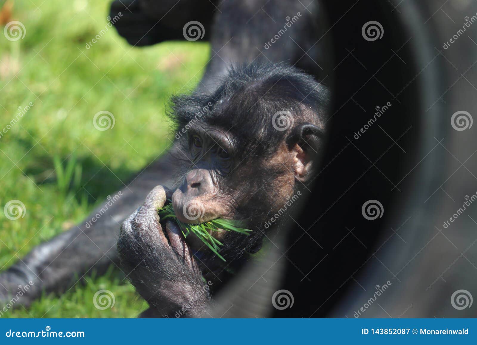 Monkey Eating in Zoo in Stuttgart Editorial Photography - Image of ...