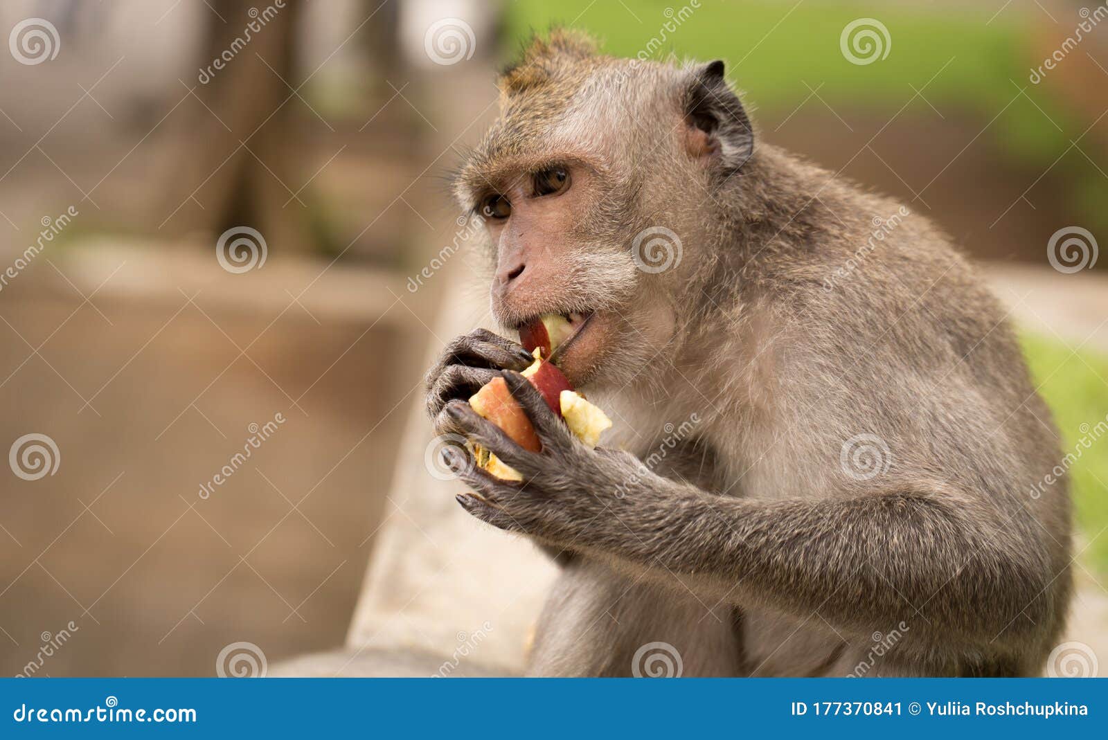 Monkey eats an apple stock image. Image of animals, nature - 177370841