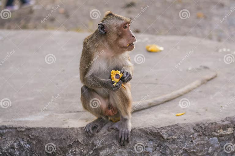 Monkey eats banana. stock photo. Image of creature, congestion - 55839424