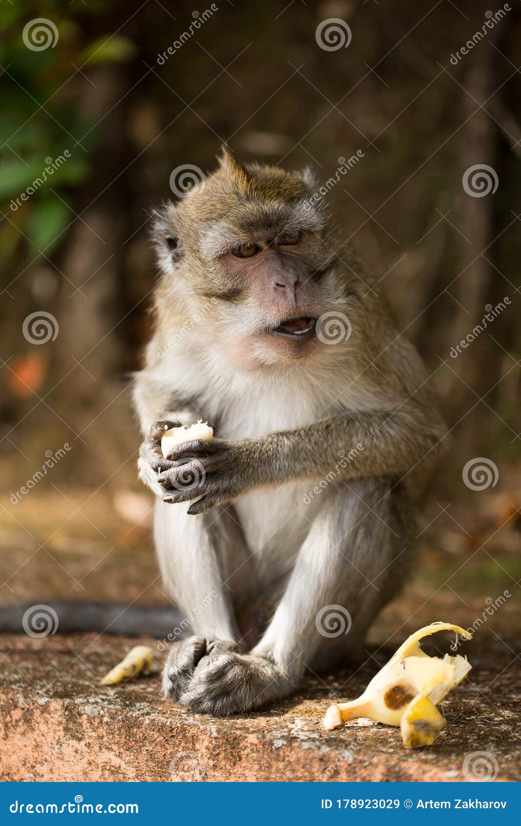 A Monkey Eats a Banana in the Wild. Stock Image - Image of funny ...