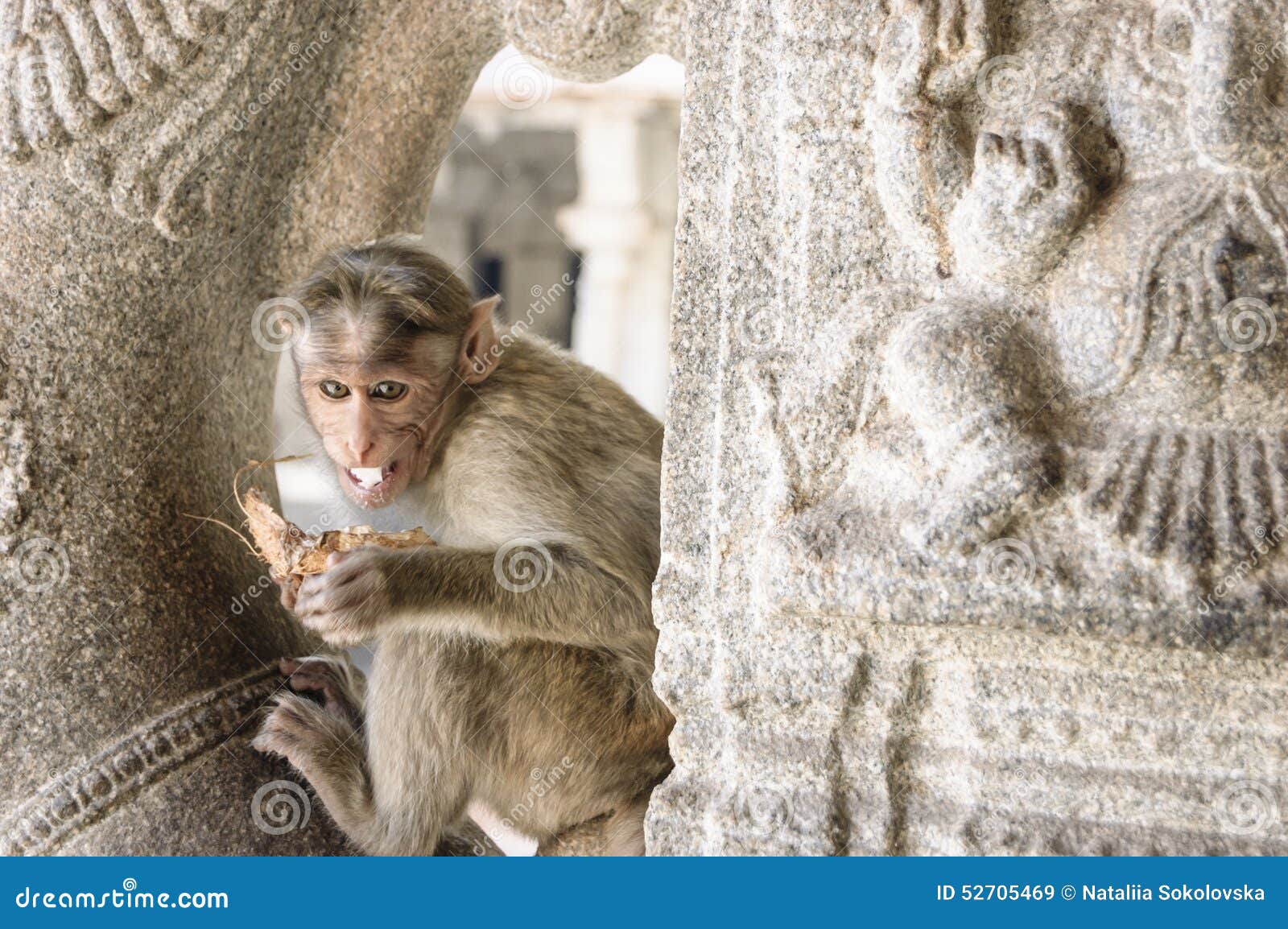 The monkey eats a coconut stock image. Image of portrait - 52705469