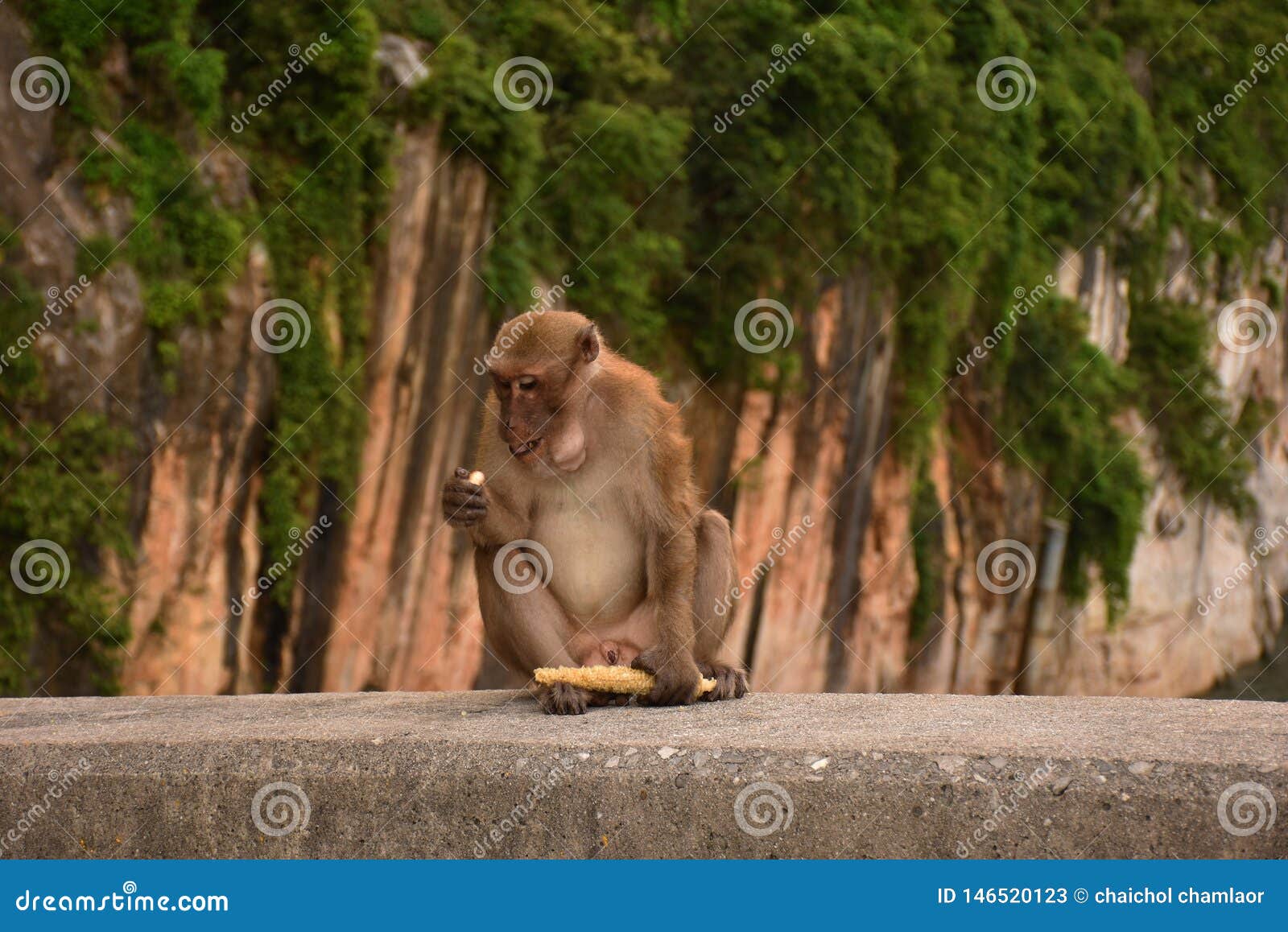 Monkey eating corn stock image. Image of maize, creature - 146520123