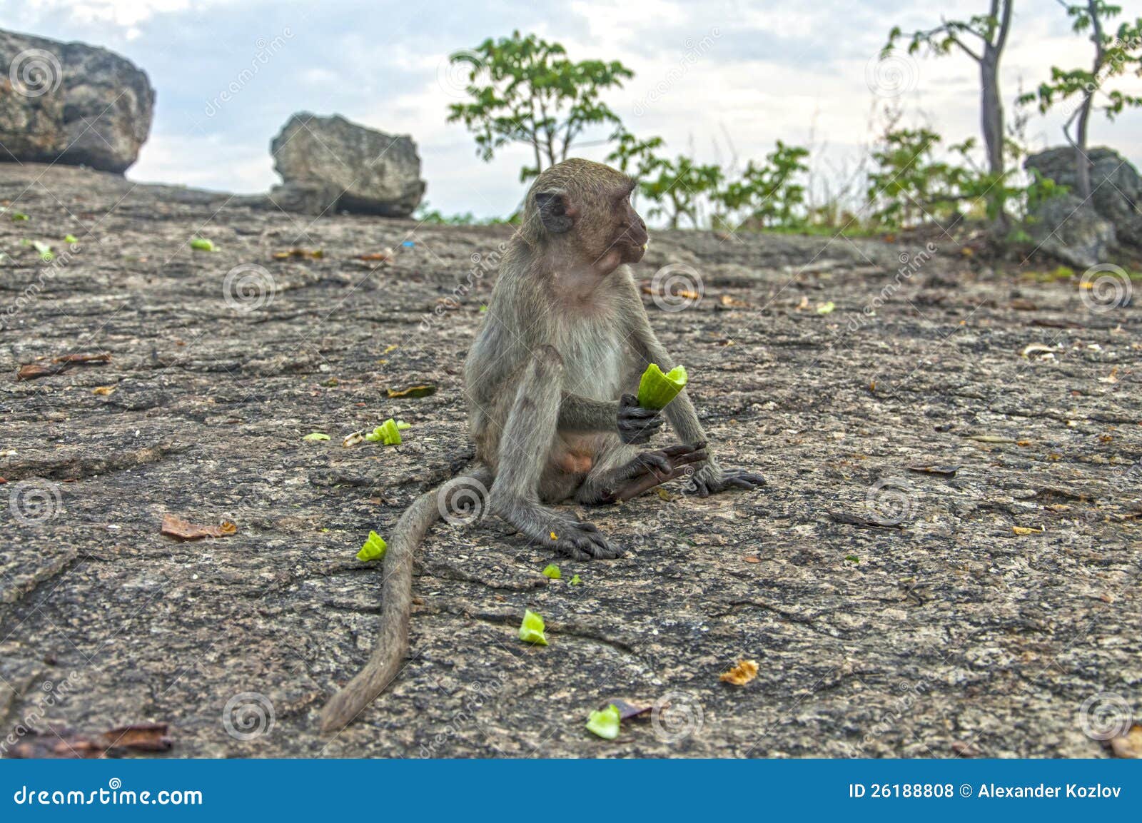 Monkey eats a cucumber stock photo. Image of cucumber - 26188808