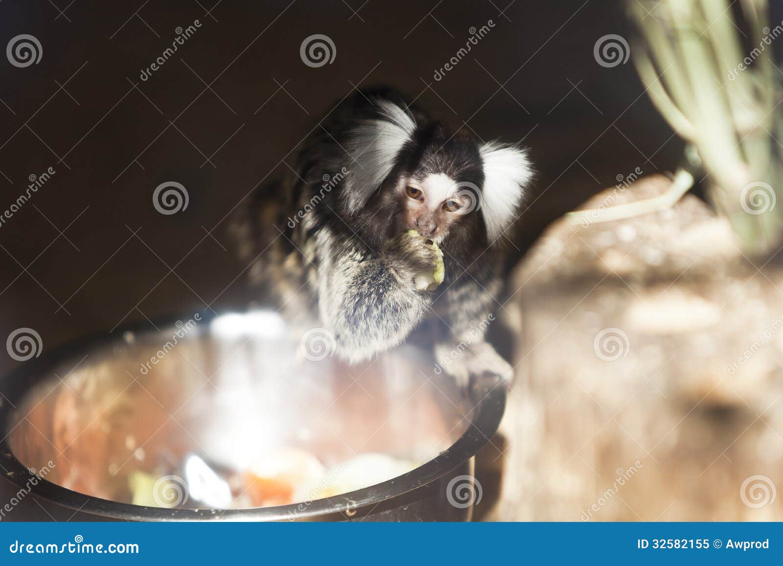 Monkey eats stock image. Image of monkey, marmoset, fruit - 32582155