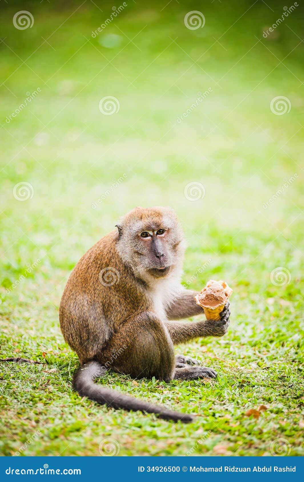 Monkeys Eating Ice Cream
