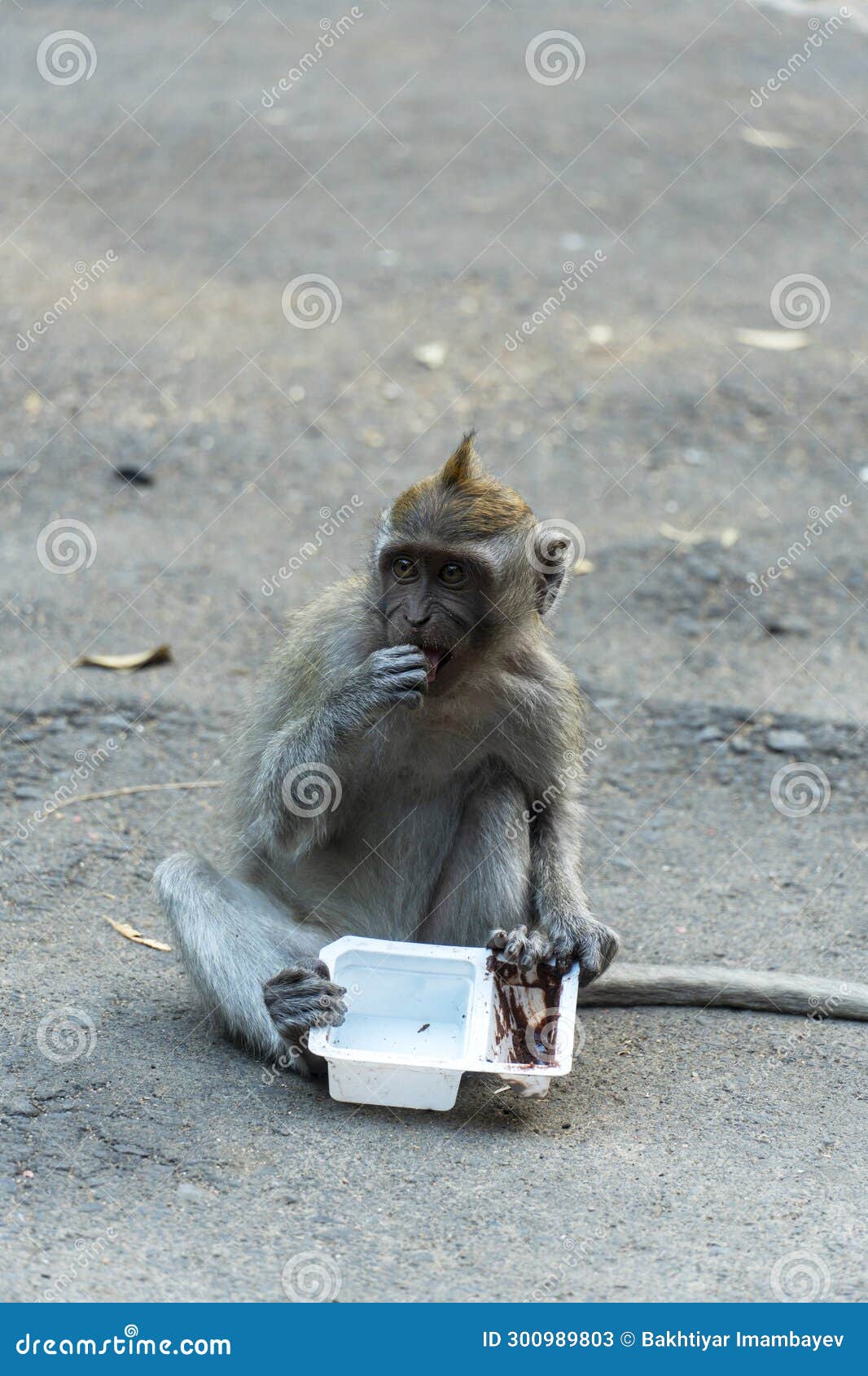 Monkey Eats Leftover Chocolate Stock Image - Image of women, expression ...