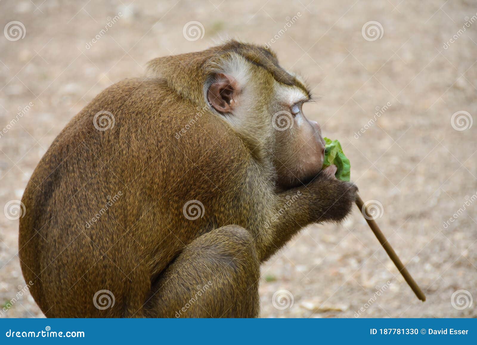 Monkey With Lotus Stock Photography | CartoonDealer.com #43069778