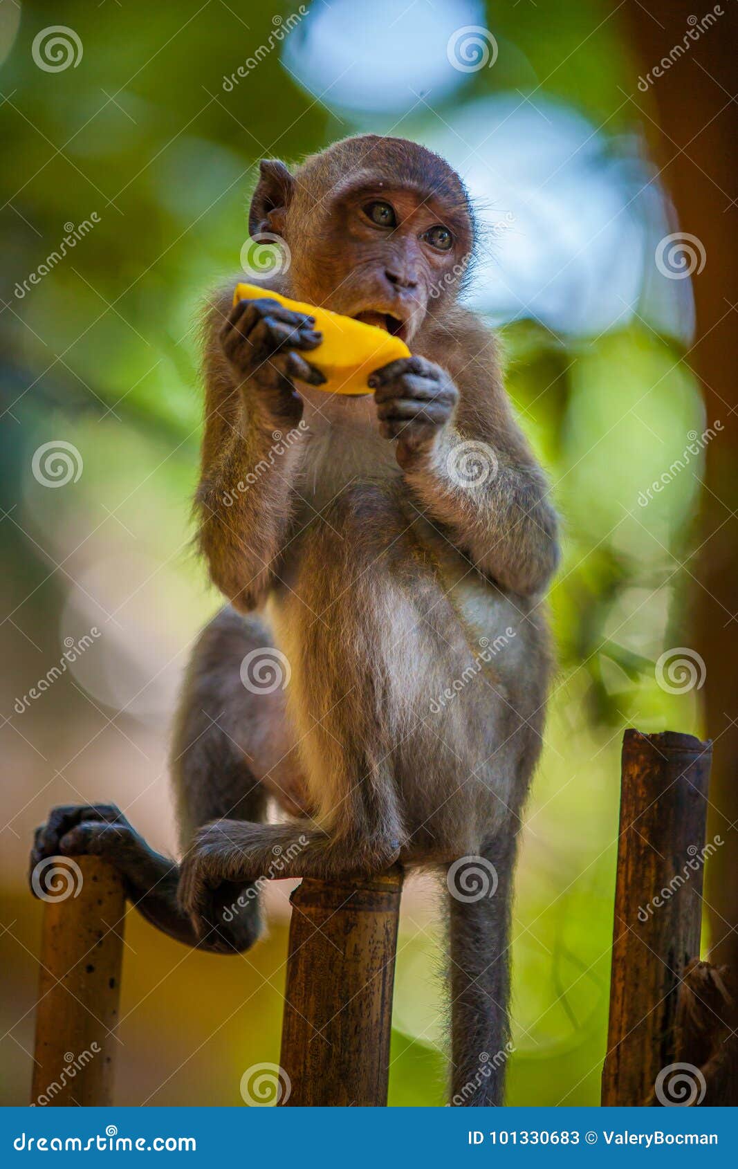 The Monkey Eats Mango, Thailand. Stock Image - Image of eats ...