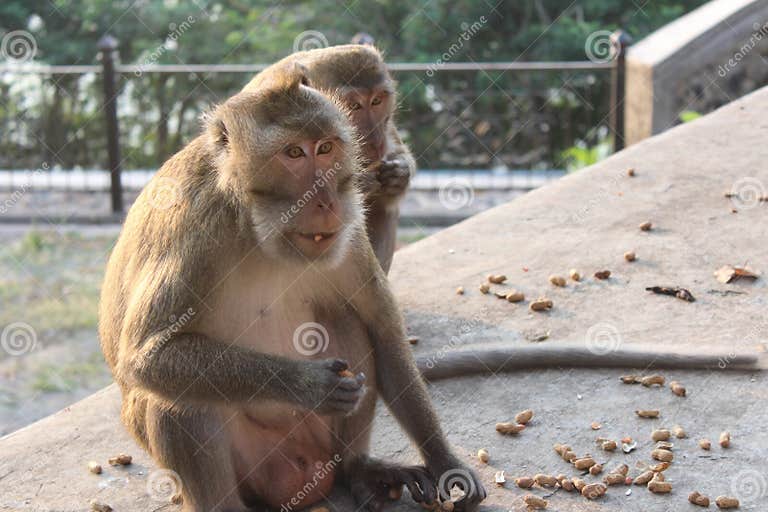 Monkey eats nuts stock image. Image of food, macro, jungle - 120056281