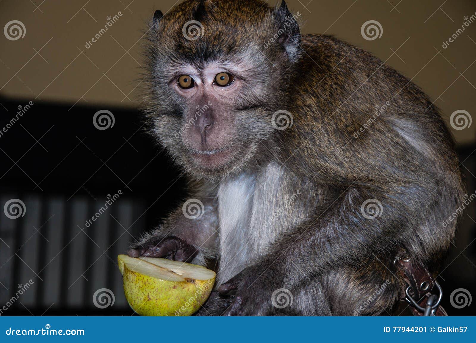 Monkey eats a PEAR stock image. Image of captivity, baby - 77944201