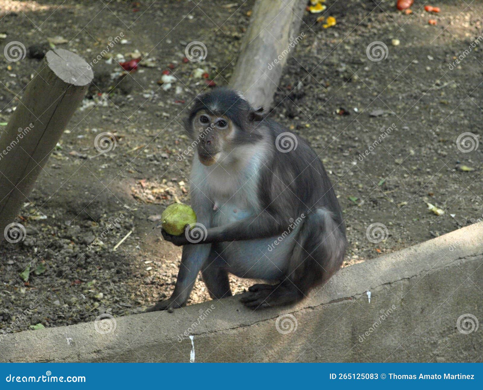 Monkey with fruit stock image. Image of mammal, eats - 265125083