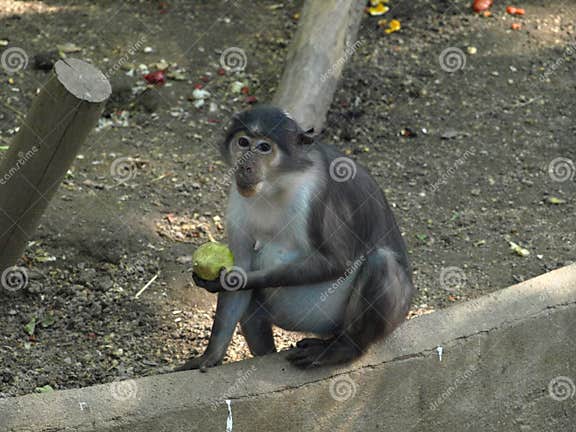 Monkey with fruit stock image. Image of mammal, eats - 265125083