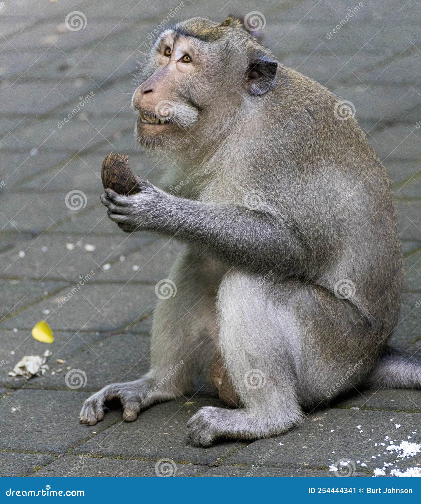 Indonesia - Monkey Eats a Piece of Coconut Stock Image - Image of face ...