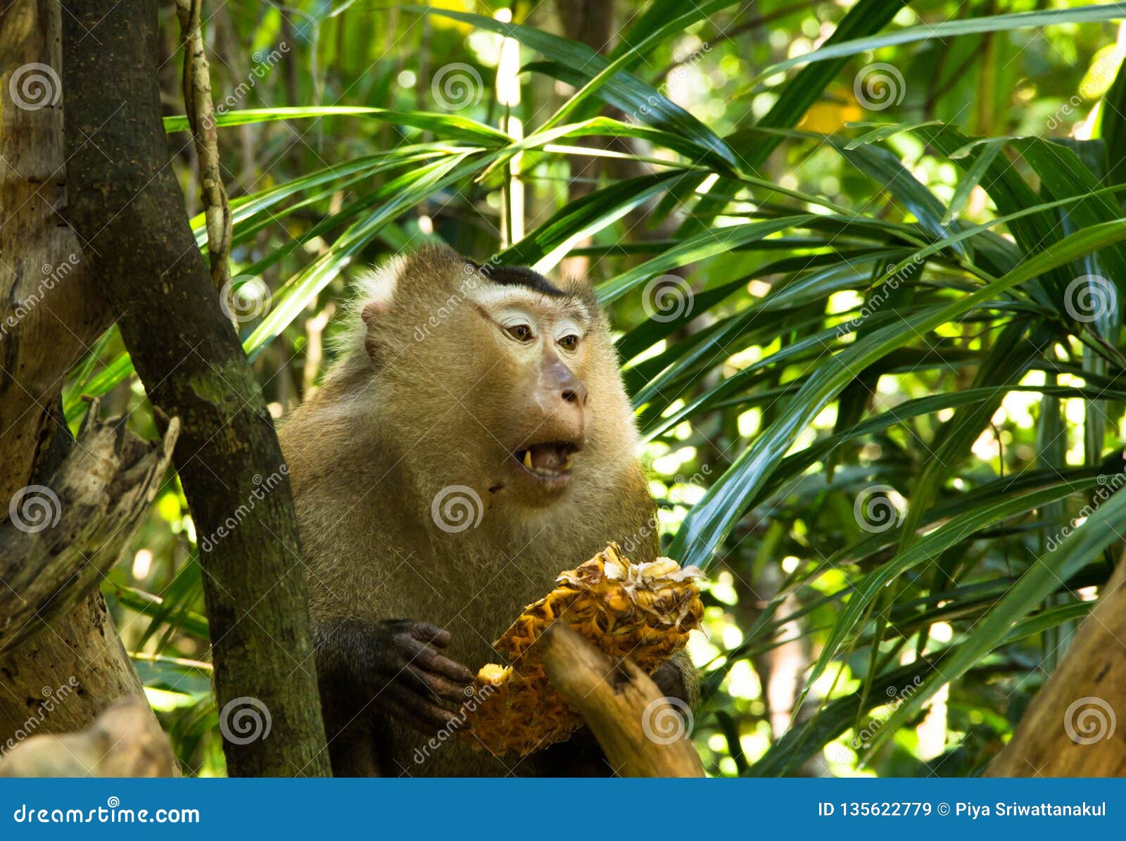 Monkey Eats Pineapple in Trh Forest Stock Image - Image of happy ...
