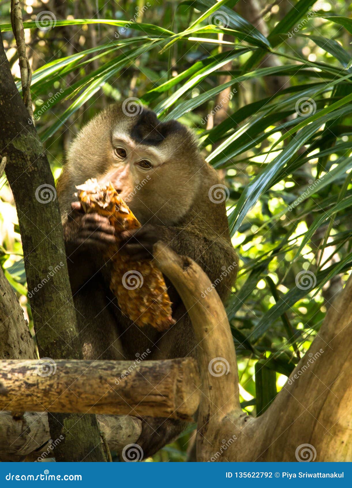 Monkey Eats Pineapple in Trh Forest Stock Photo - Image of sitting ...