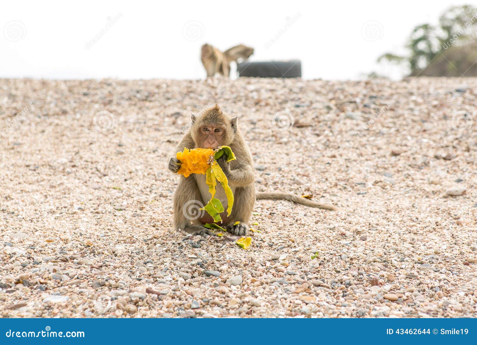 Monkey eats raw mango stock photo. Image of lake, conservation - 43462644
