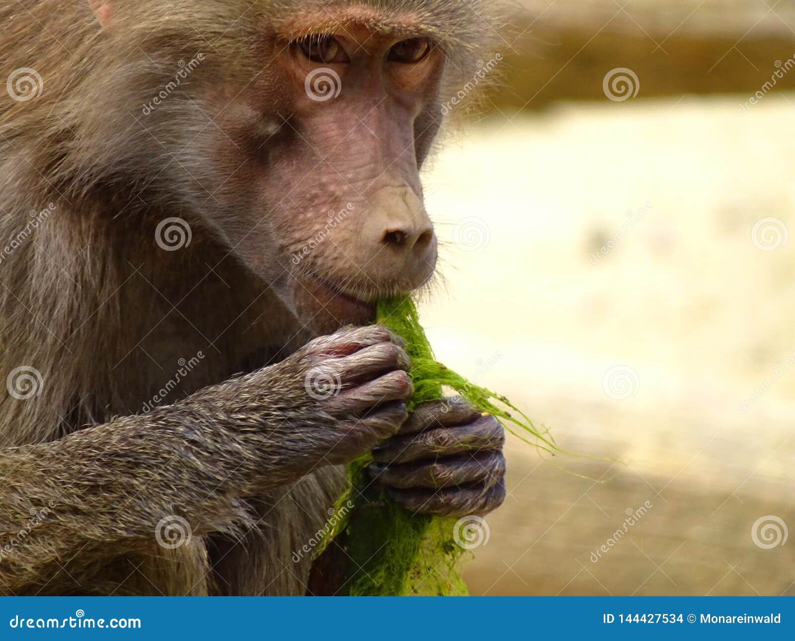 Monkey Eats Seaweed in Zoo in Augsburg Editorial Stock Image - Image of beautiful, inspiration ...