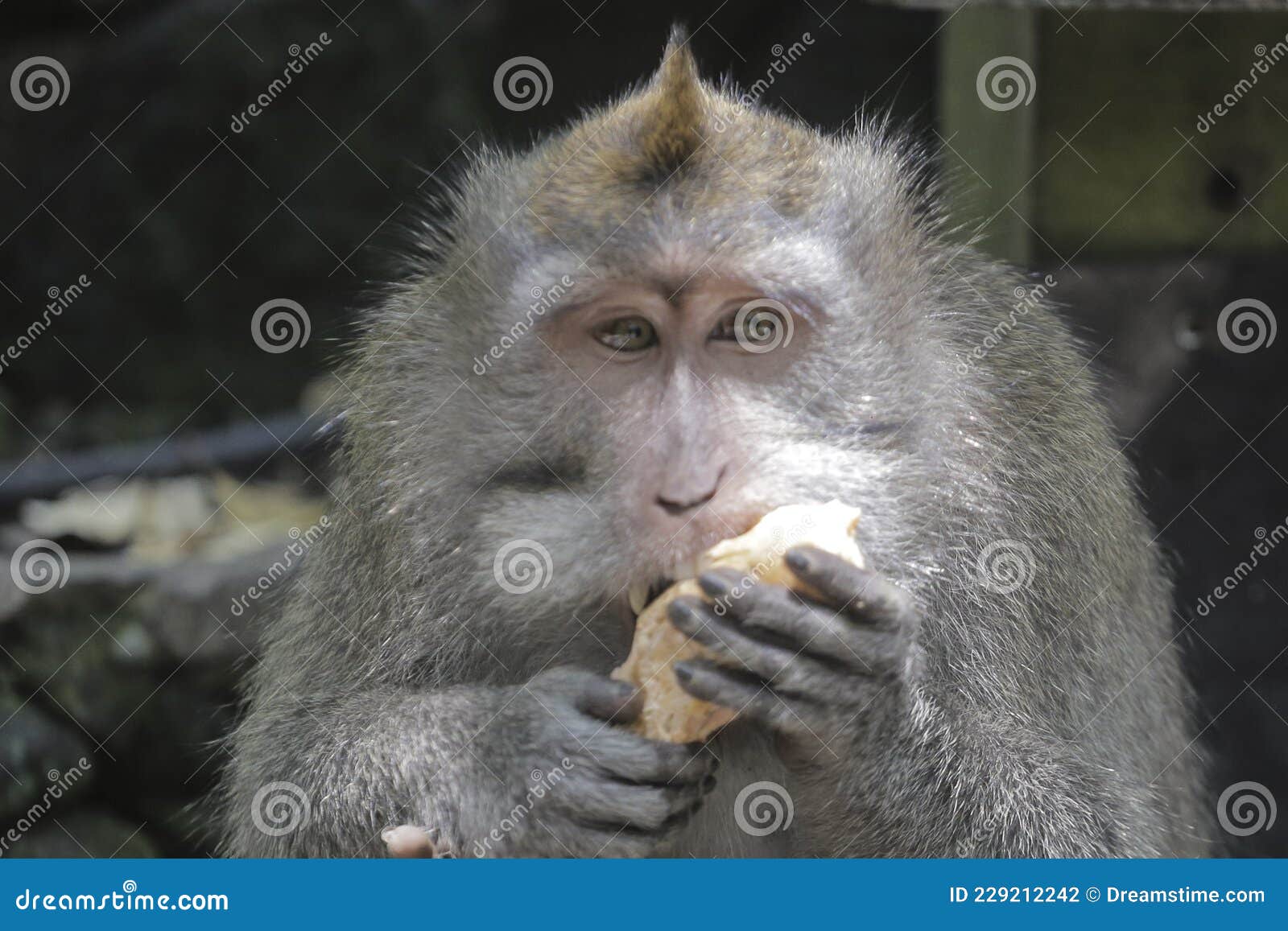 A Monkey Eats a Sweet Potato Given by an Officer in Monkey Forest Bali ...