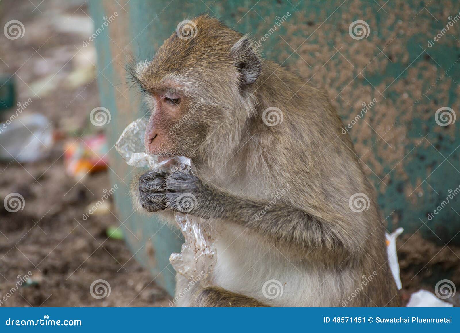 Monkey Eats Waste Stock Photos - Free & Royalty-Free Stock Photos from ...